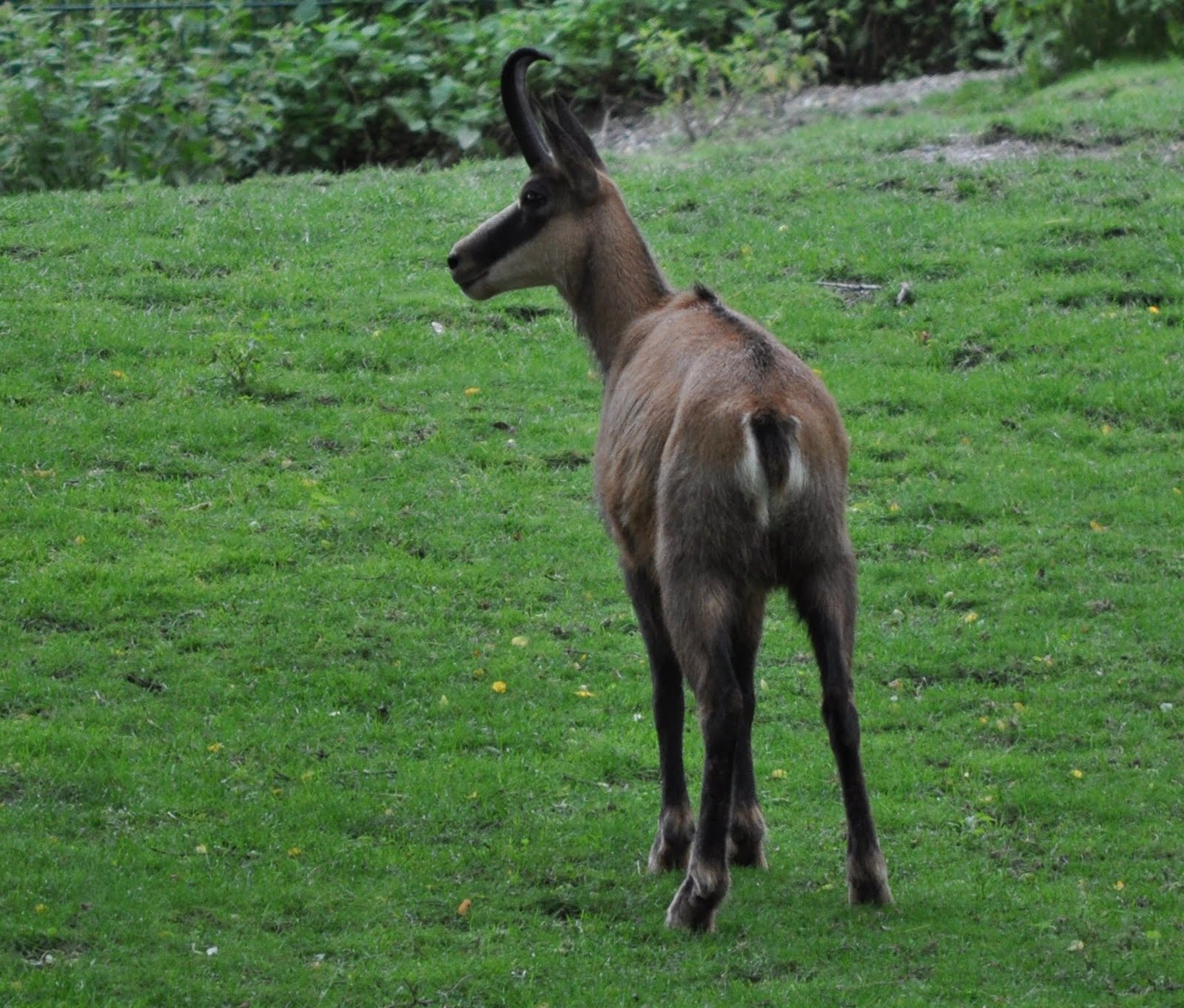 ZOOTOGRAFIANDO (6.100 ANIMALS): REBECO / NORTHERN CHAMOIS (Rupicapra ...