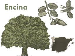 Las Raices de la Encina: Nuestra Encina Centenaria