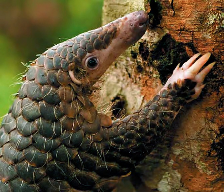 World's All Amazing Things, Pictures,Images And Wallpapers: Pangolin ...