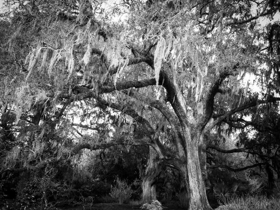 Something wicKED this way comes....: It's Arbor Day....go out and plant ...