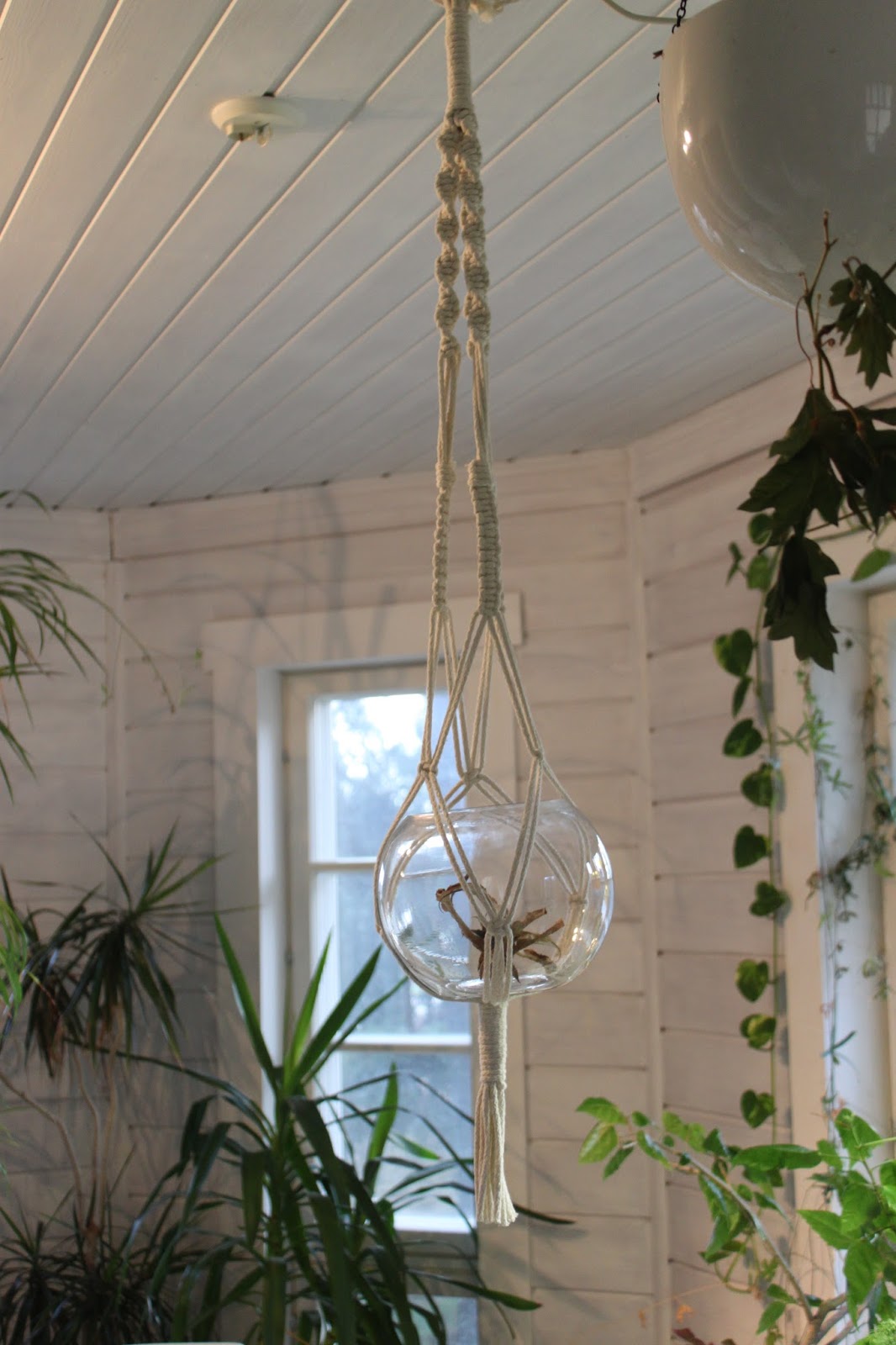 Viherrin: Terraarioamppeli