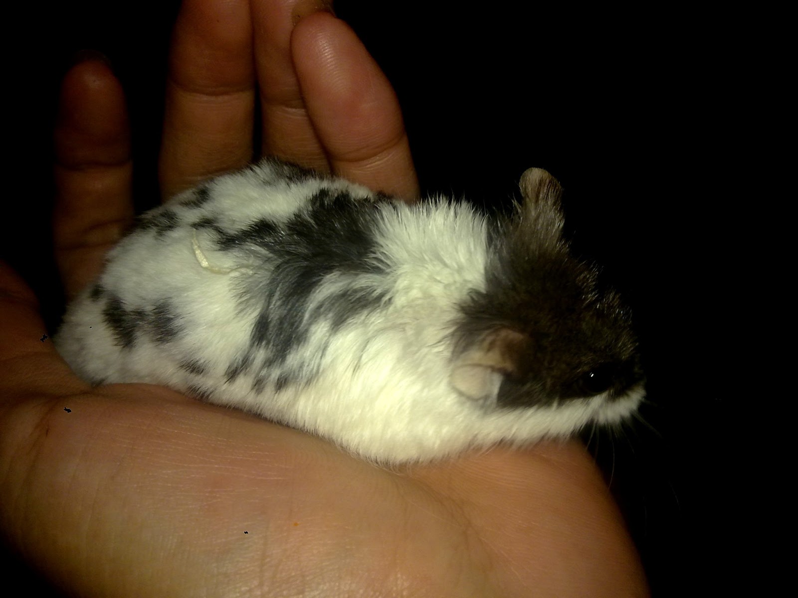 My Hammies World: Campbell's Russian Hamster Colors, Patterns And Coats