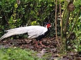 Lluís varios Lluís: LA MAJESTUOSIDAD DEL FAISAN SU CRIA EN CAUTIVIDAD Y ...