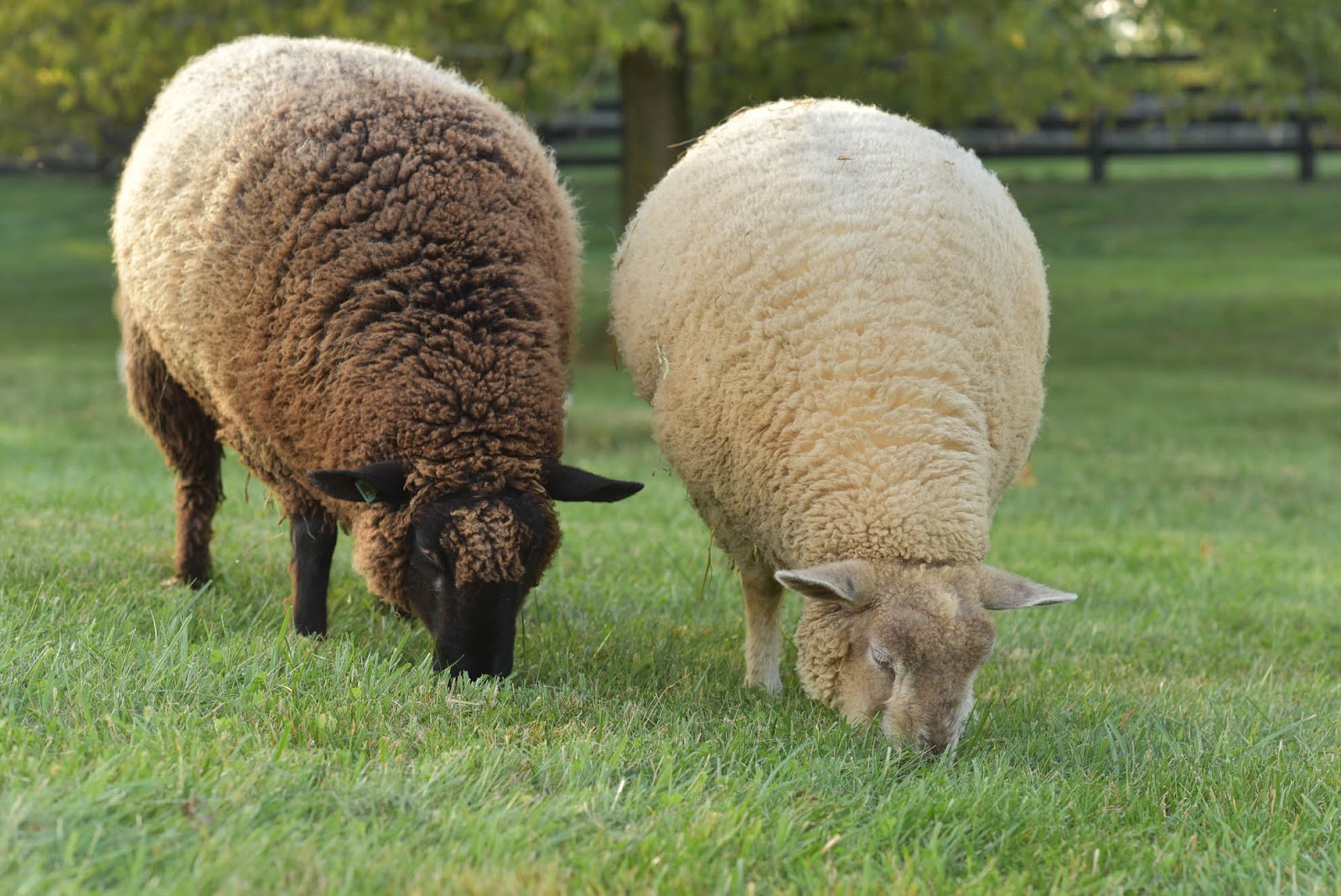 Punkin's Patch: Some Sunday Sheep Shots