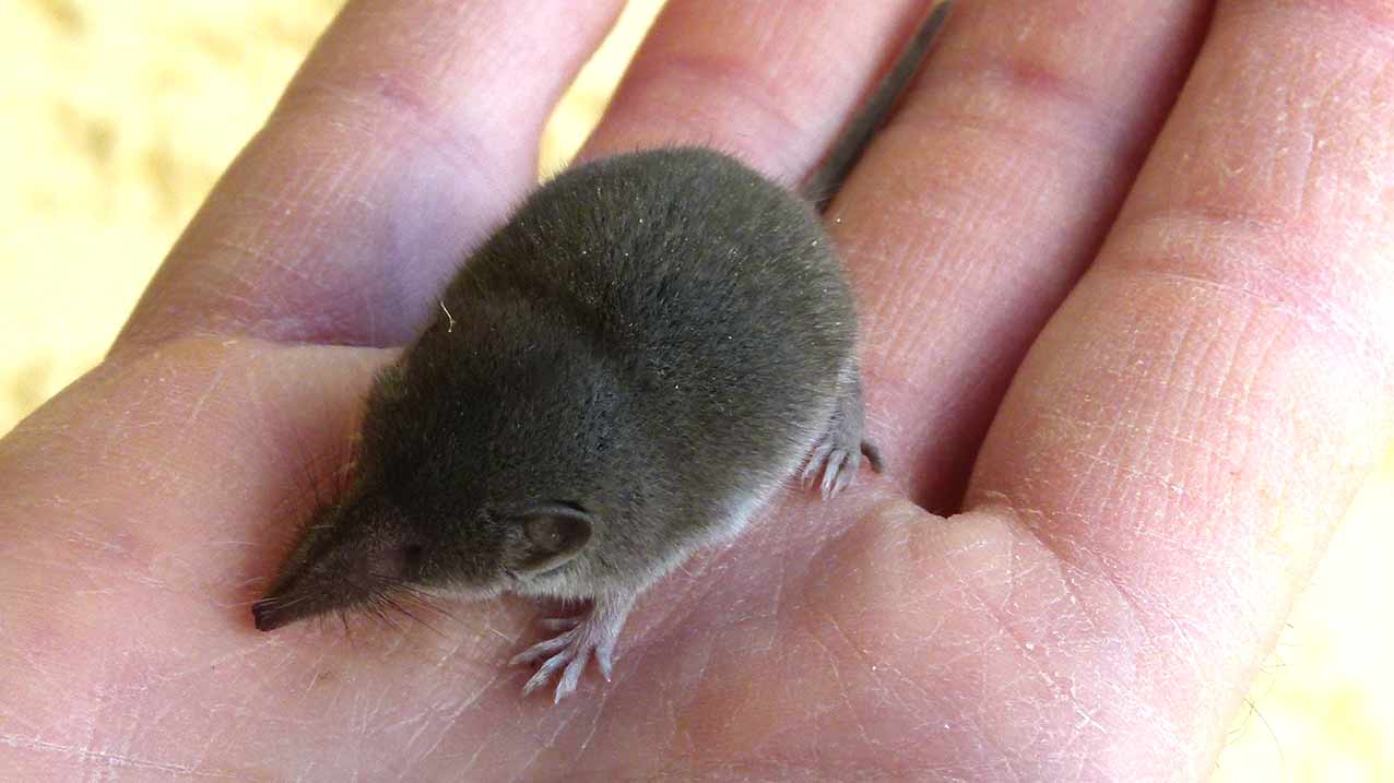 Faune Flore d'Ul: Musaraigne