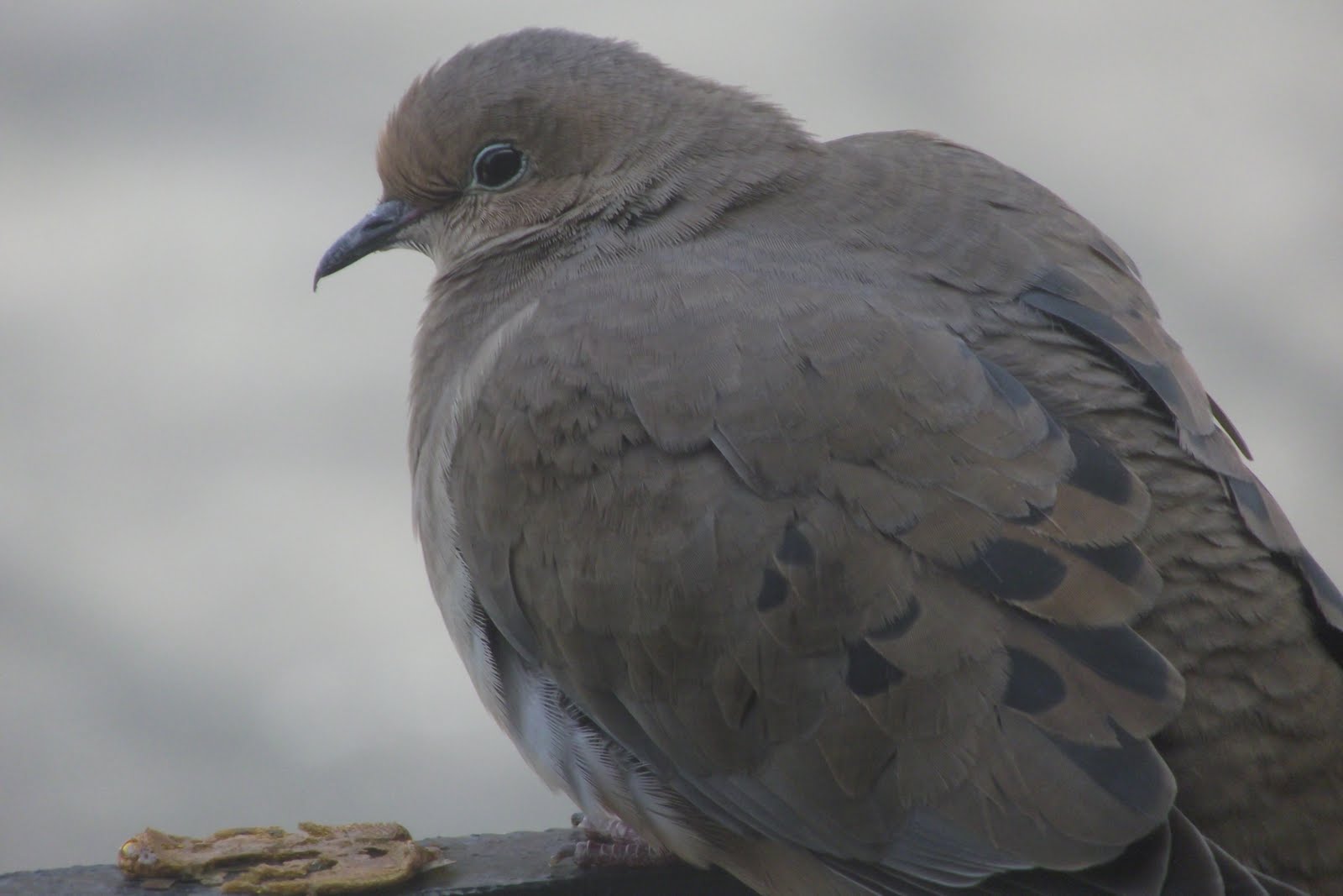 Ob.Scene in South Jersey: Mourning Dove: Medford, New Jersey