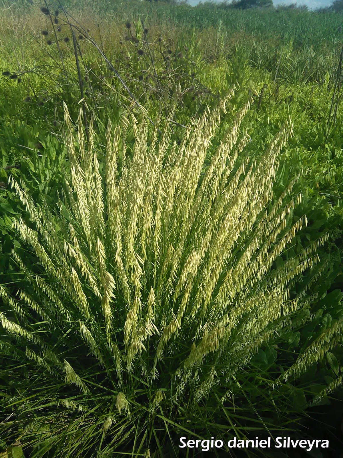 Flora Nativa de Entre Rios