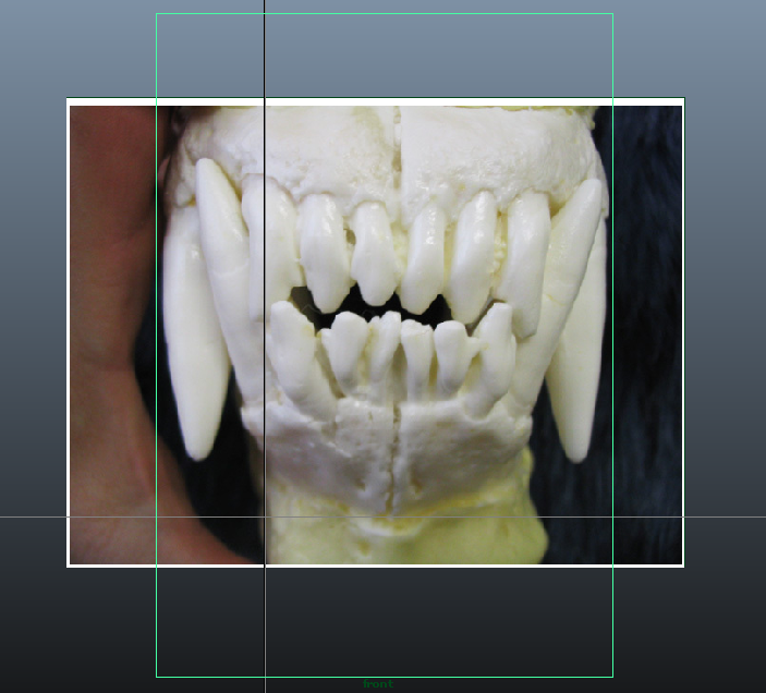 Lowrybear -: A Polar bears teeth