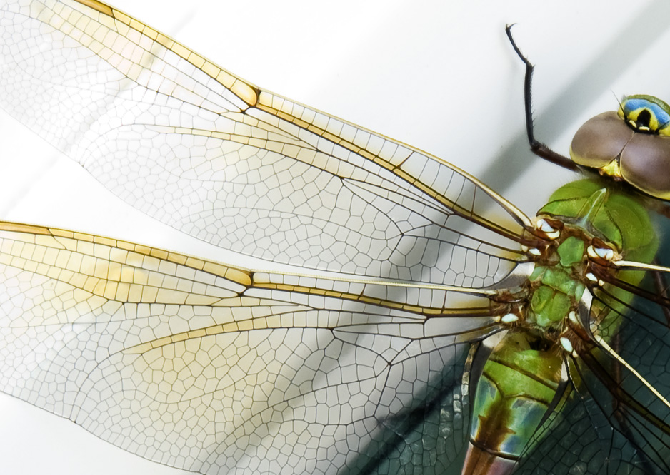 The Amazing Wings of the Dragonfly - Nice Pictures