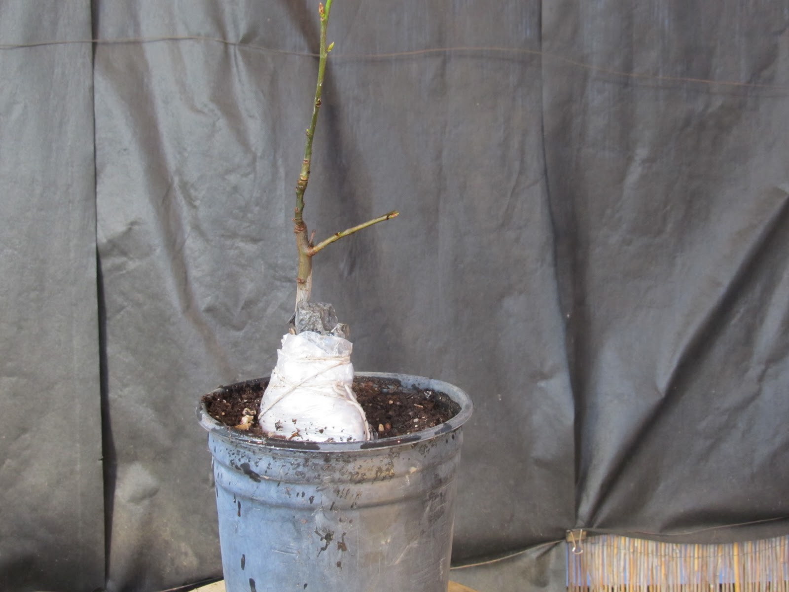 bonsaibp's bonsai blog: Root over rock 101