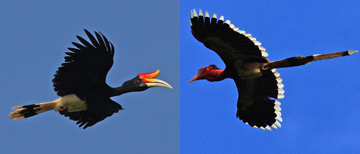 BakaNekoBaka: Mana Maskot Kalbar?