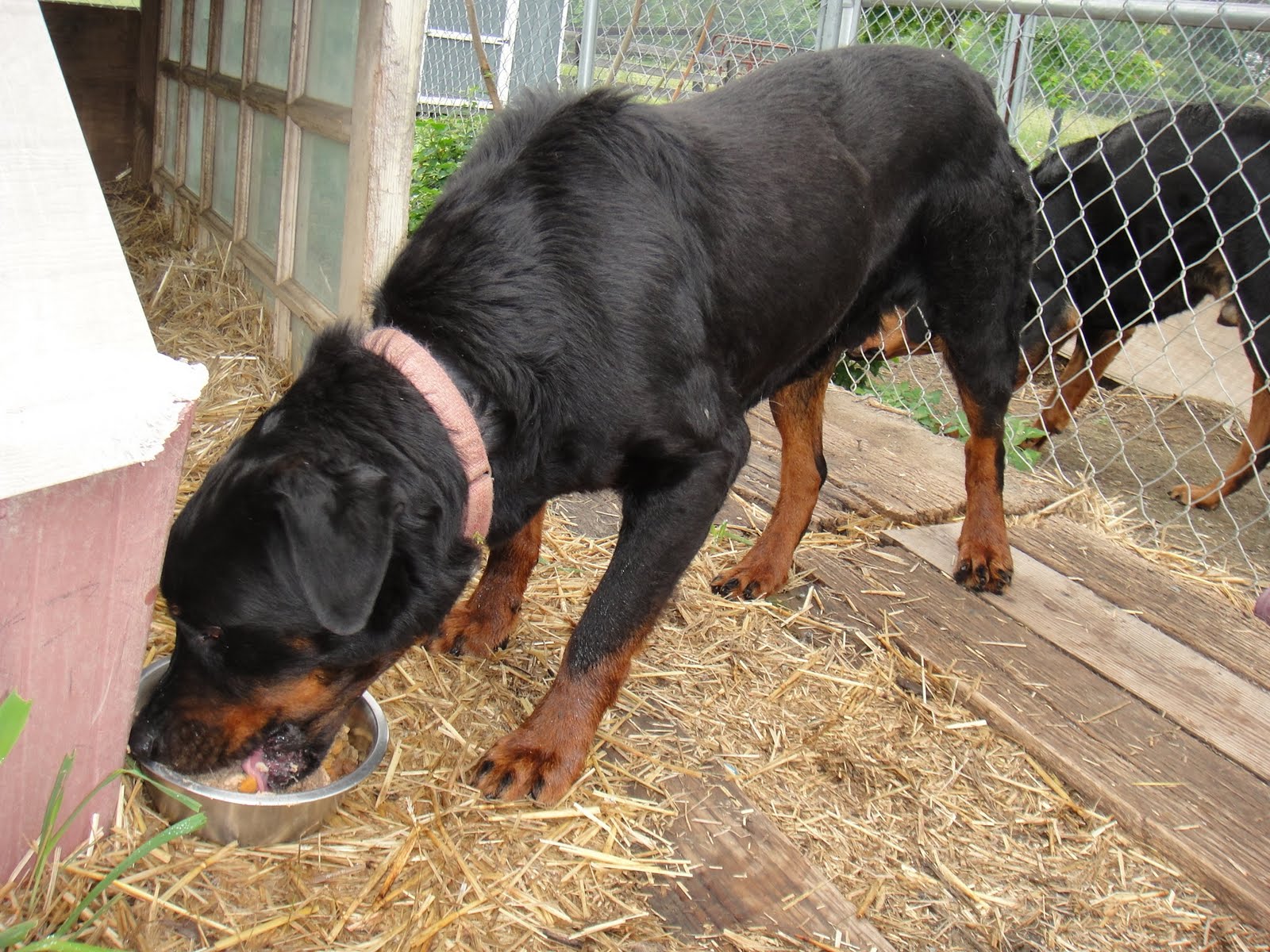 VA Dog Rescue: Finally, a rottie