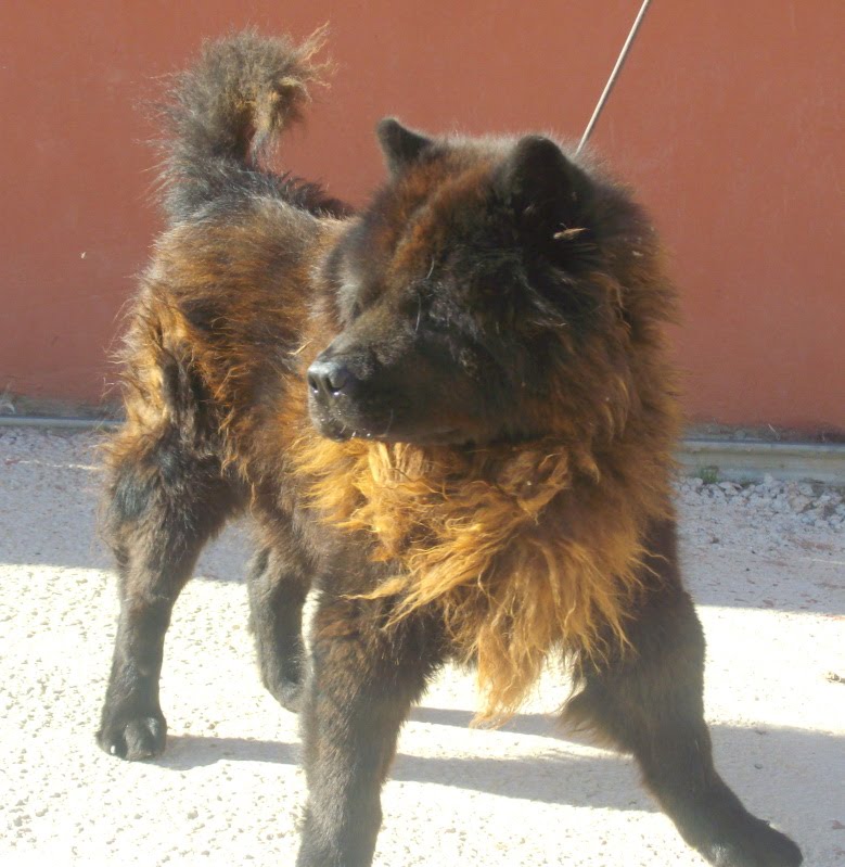 ANIMALES EN ADOPCION EN GALICIA: Magnífico chow-chow: En la perrera ...