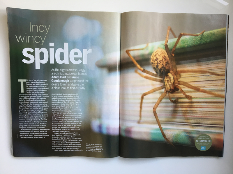 Matt Cole Macro Photography: Spiders in BBC Wildlife Magazine