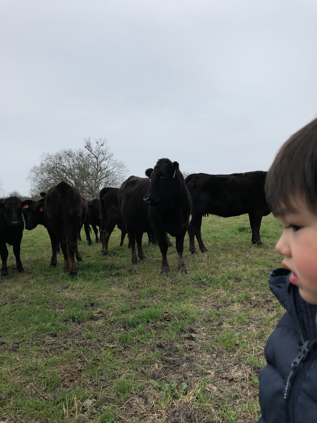 Ranger Cattle Wagyu Beef Ranch Visit