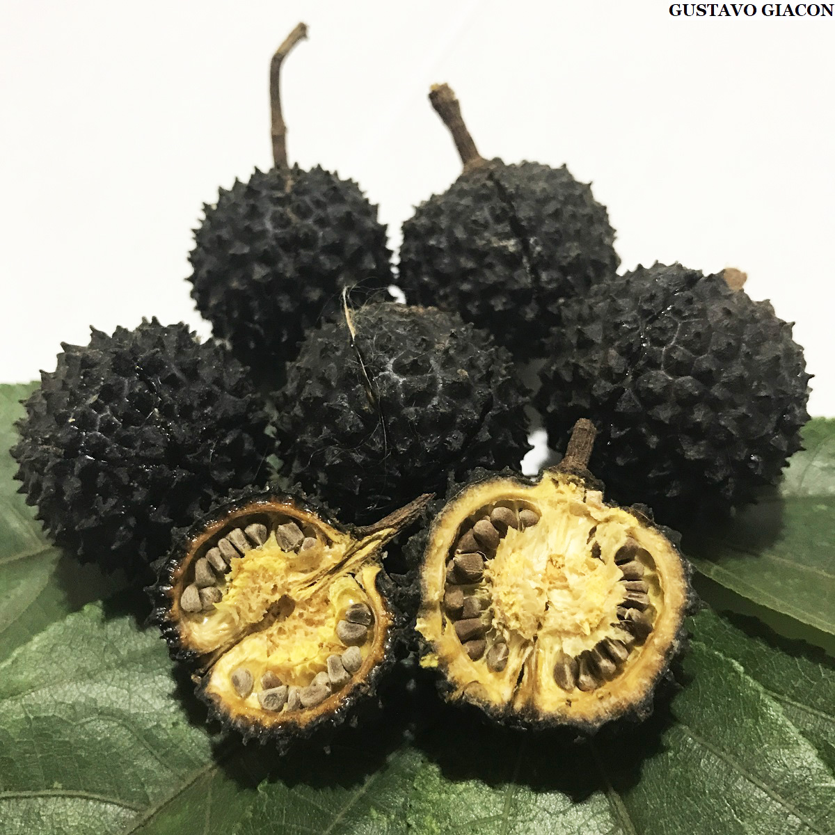 Viveiro Ciprest - Plantas Nativas e Exóticas: Mutamba ou Mutambo ...