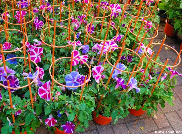 Cara Menanam Bunga Morning Glory Dengan Mudah Tanpa Ribet by ...