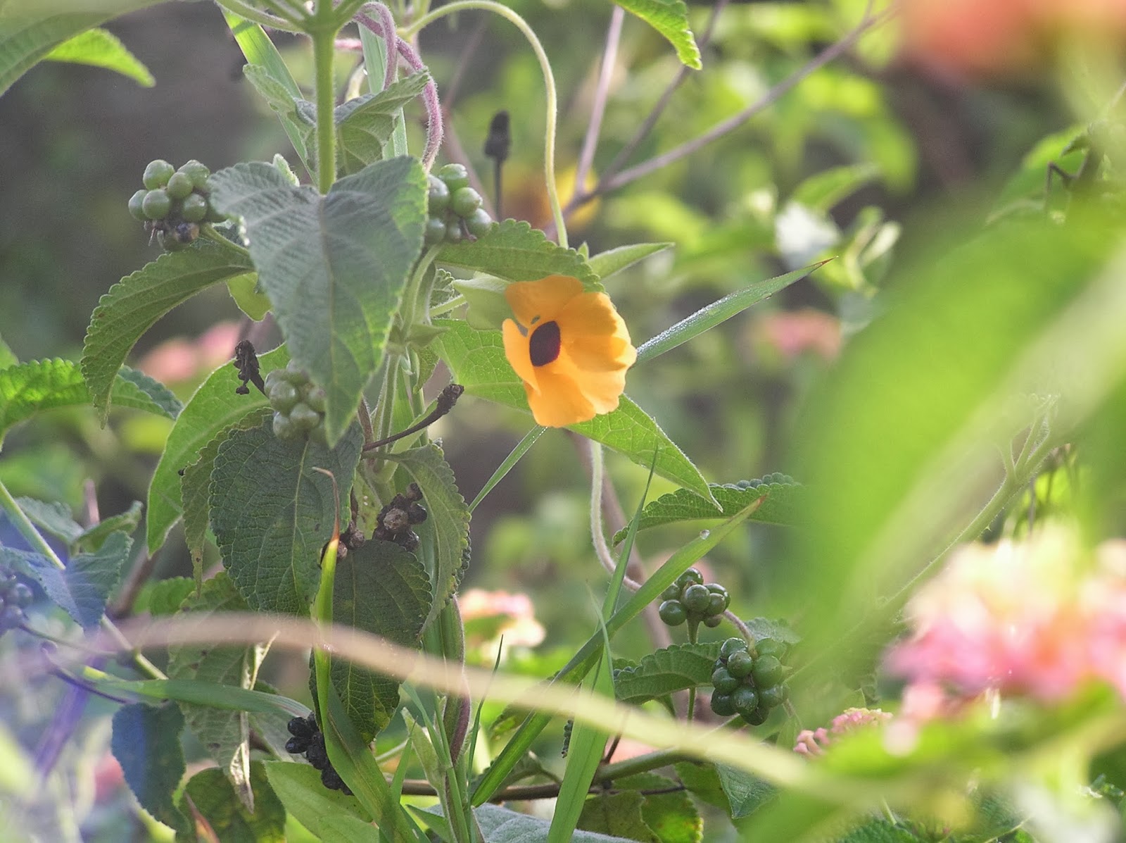 Earth on the Wing: Flowers of Rwanda