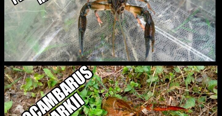 Pasión por el Acuarismo...Blog Regiomontano: Procambarus regiomontanus ...