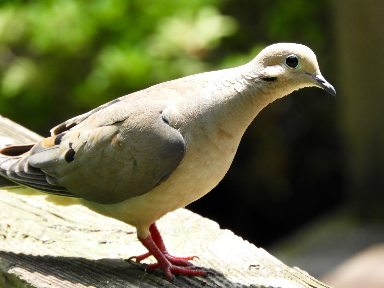It's All About Purple: Mourning Doves...