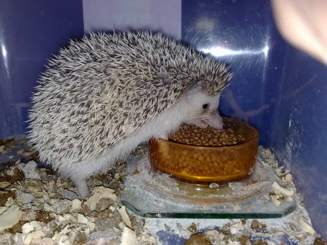 Pets Planet: Introduction of Mini Hedgehogs