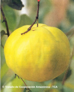 Frutas Colombianas: Frutas Exoticas Colombianas