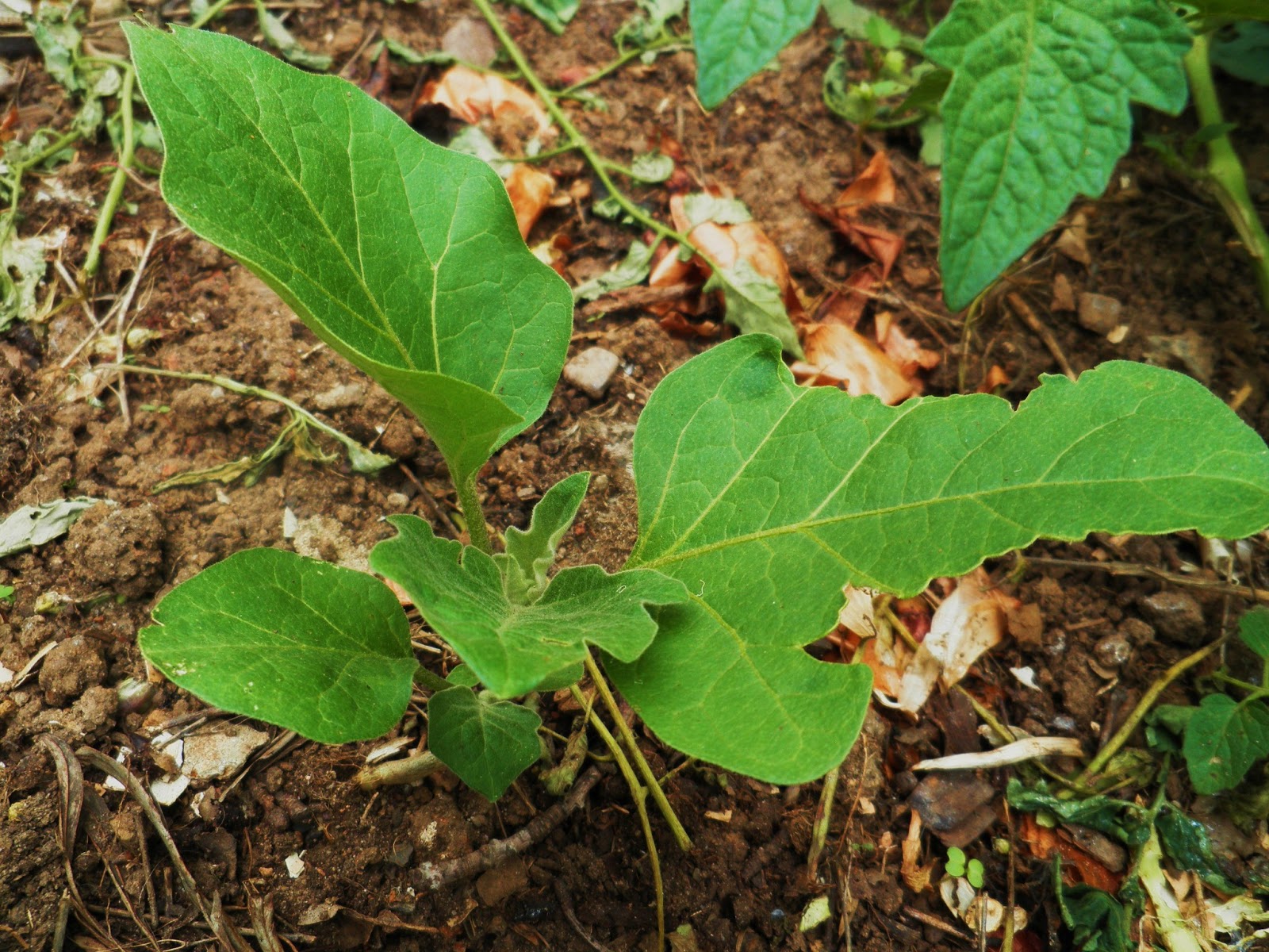 I love my life: Summer 2013 Gardening e Log- Eggplant
