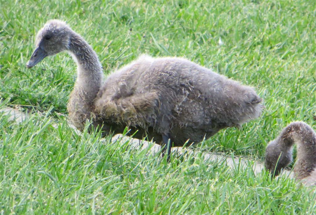 Majura birds: Late August swanlings