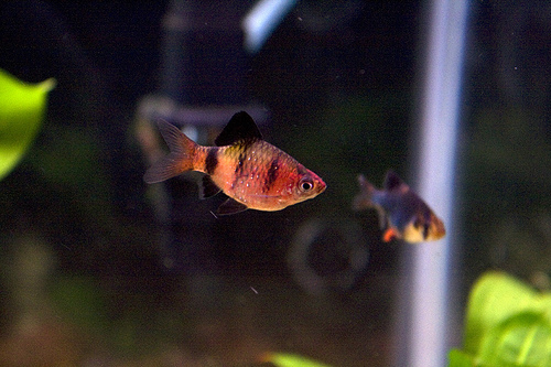 List of all fishes with all information, pictures and videos: Black ...