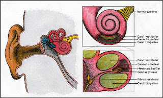 Neurofisiología Audioverbal: CAMPO AUDITIVO