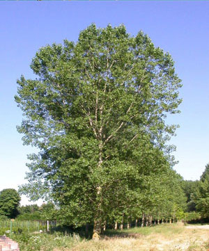 Populus «álamo» - Id Plantae