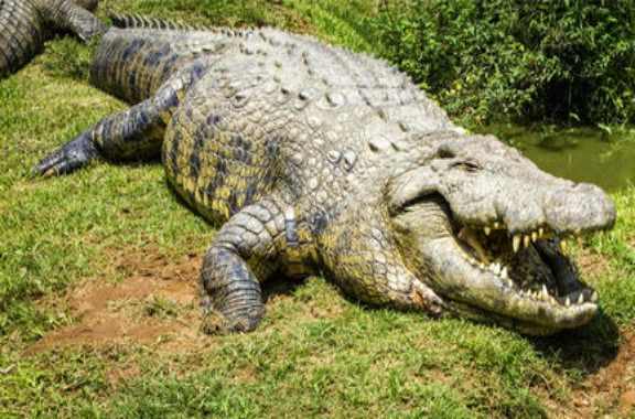 los animales mas salvajes del mundo: los animales de la selva