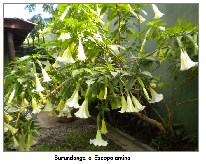 luis de vargas: Burundanga o Escopolamina