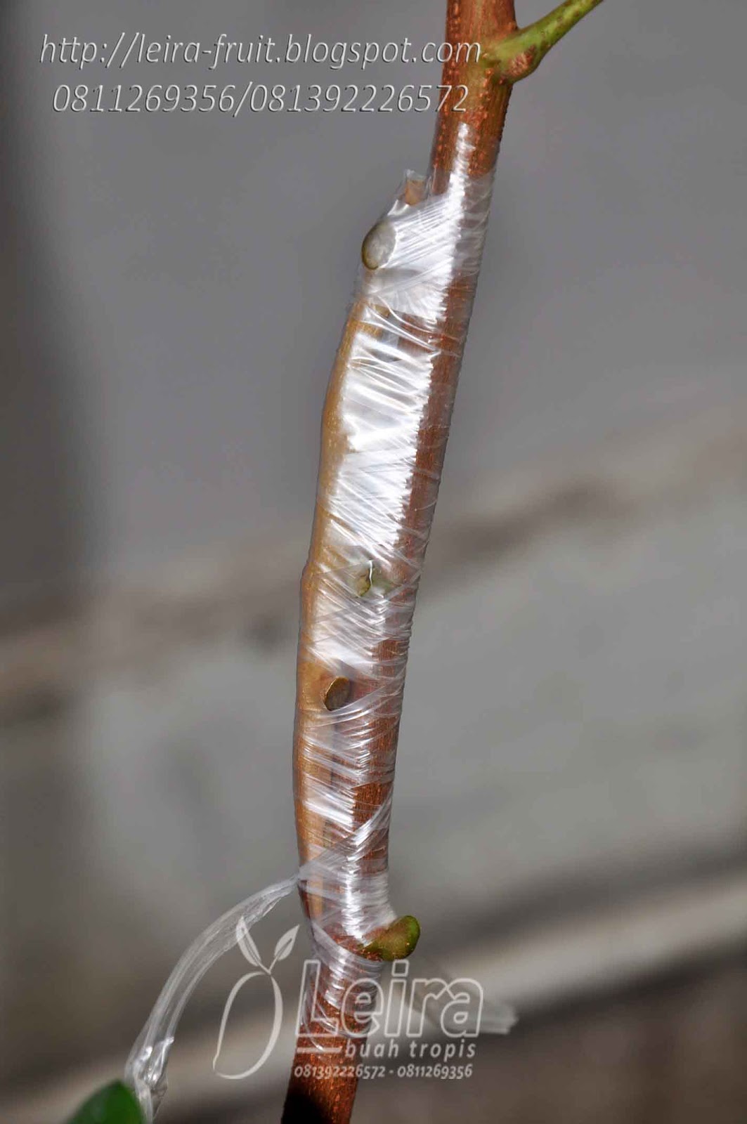 Sambung Sisip, Memodifikasi Teknik Okulasi ~ Leira Buah Tropis