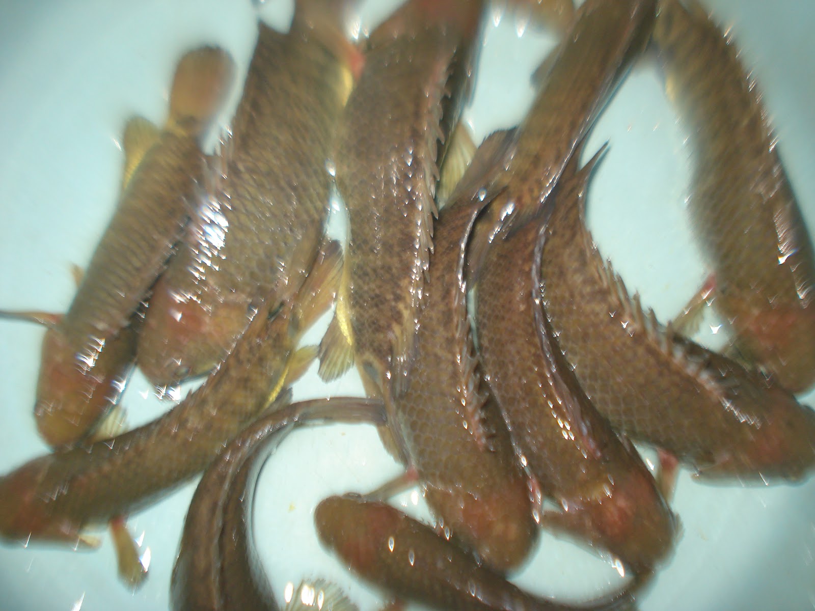 Lejuk kan Belitong: IKAN BETOK