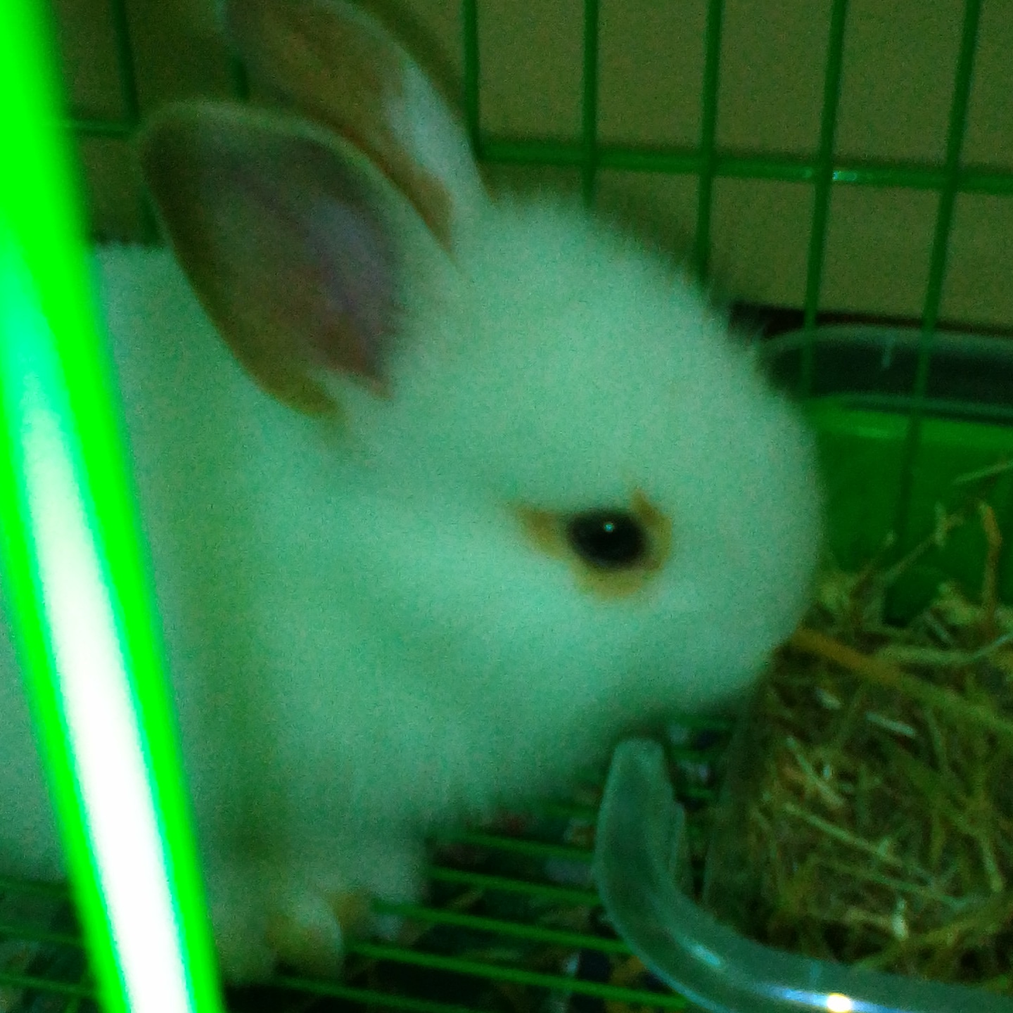 Haiwan peliharaan kesayangan ku: Jenis-jenis arnab peliharaan