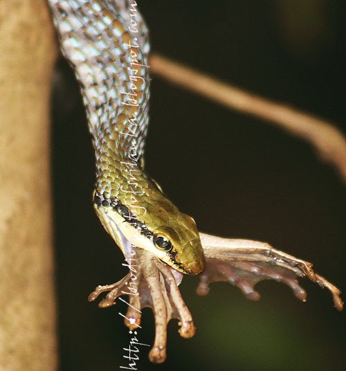 Biodiversity of Sri Lanka: පඳුරු හාල්දණ්ඩා[Paduru Haaldanda]/Boulenger ...