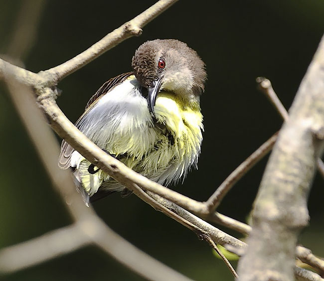 Purple Rumped Sunbird - ARUNACHALA BIRDS