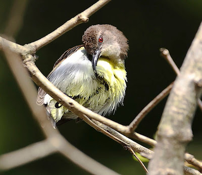 Purple Rumped Sunbird - ARUNACHALA BIRDS