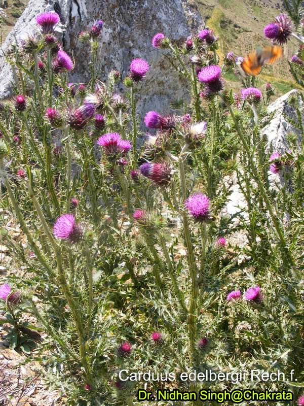 Medicinal Plants: Carduus edelbergii