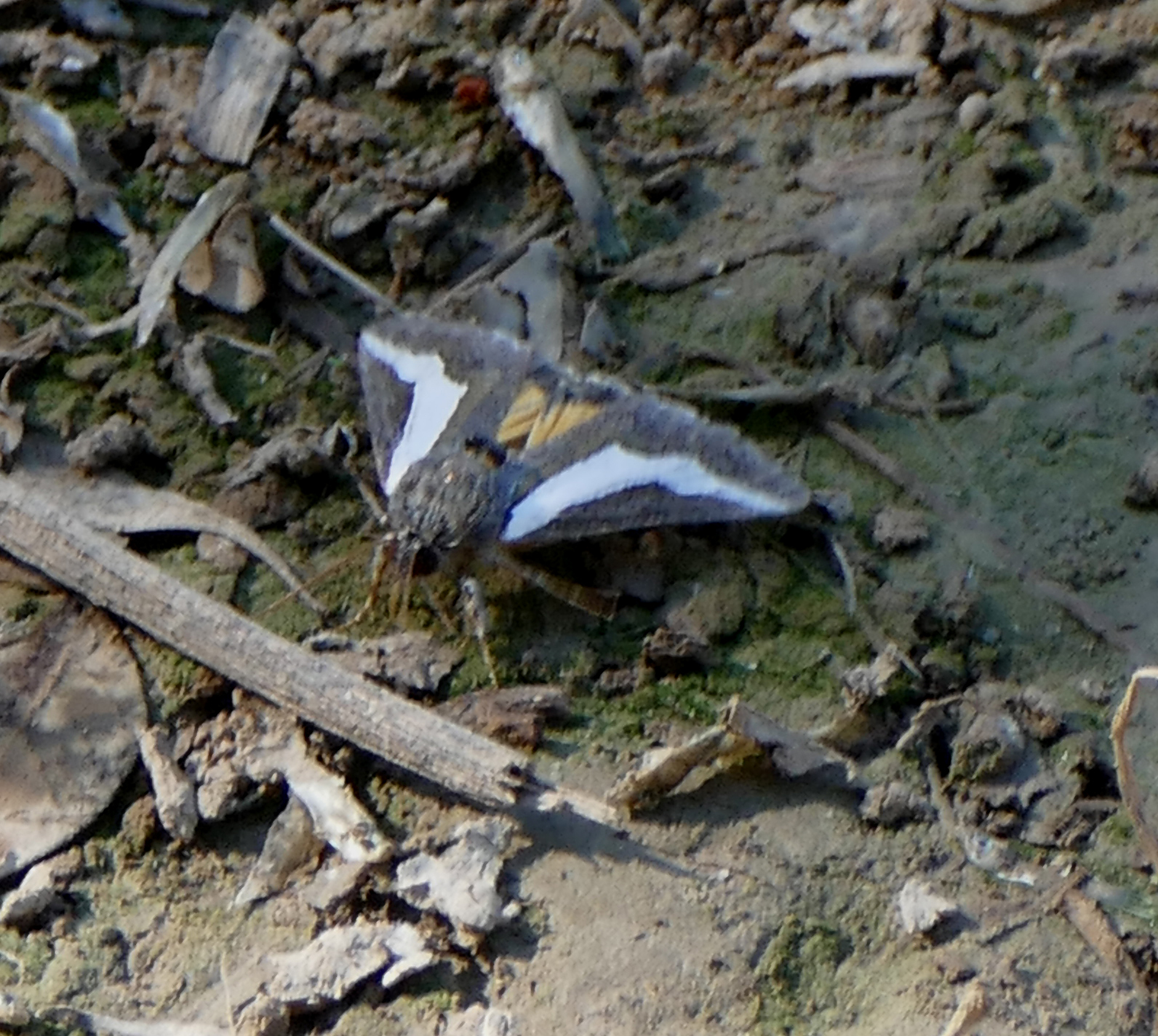 CHRISTMAS MOUNTAINS OASIS: Owlet moth