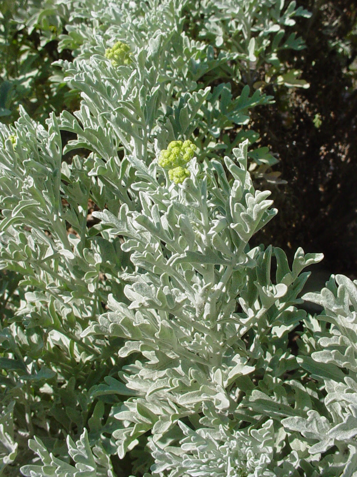 Mother Nature's Backyard - A Water-wise Garden: Plant of the Month ...