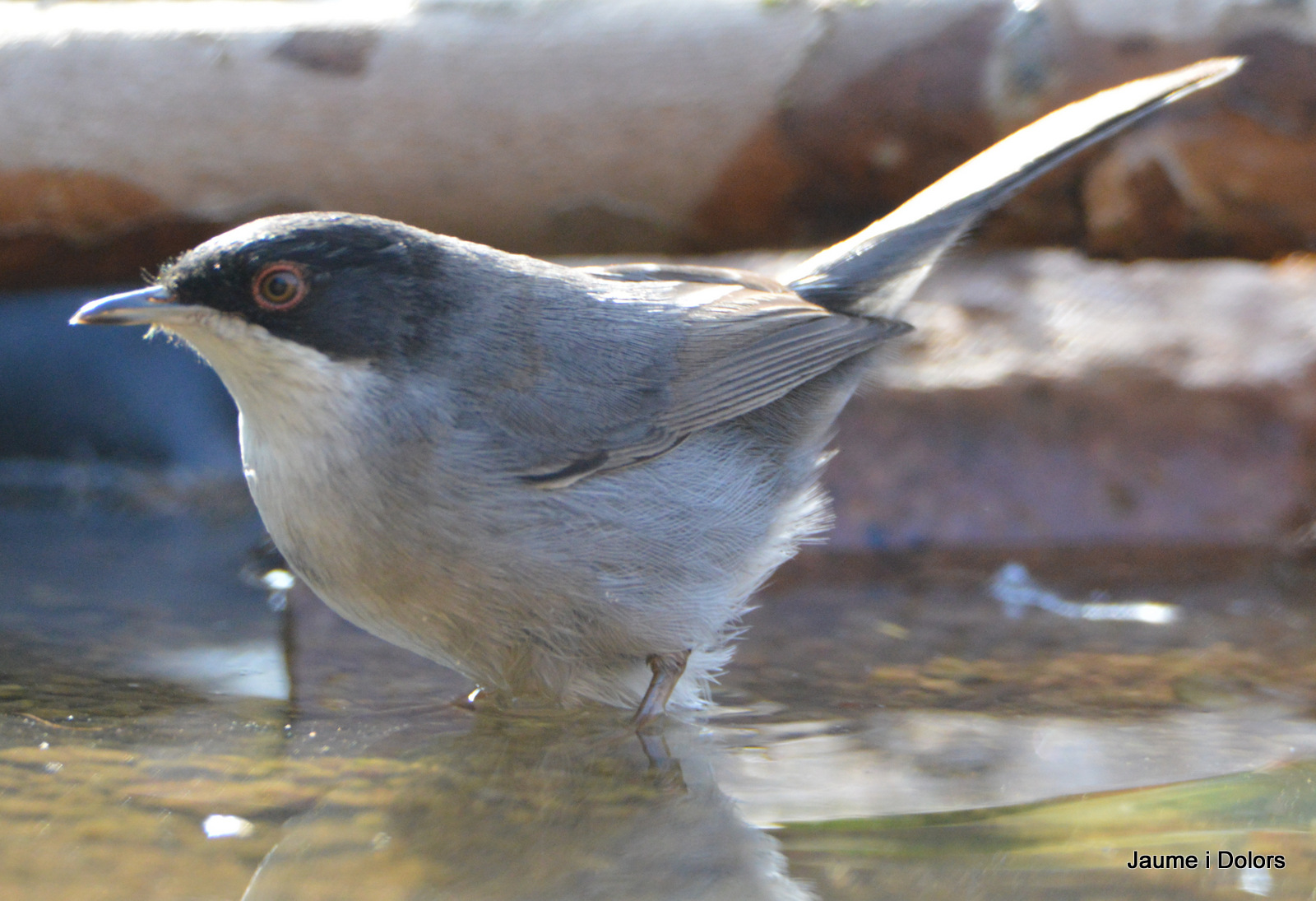 Jaumenatura: Curruca cabecinegra