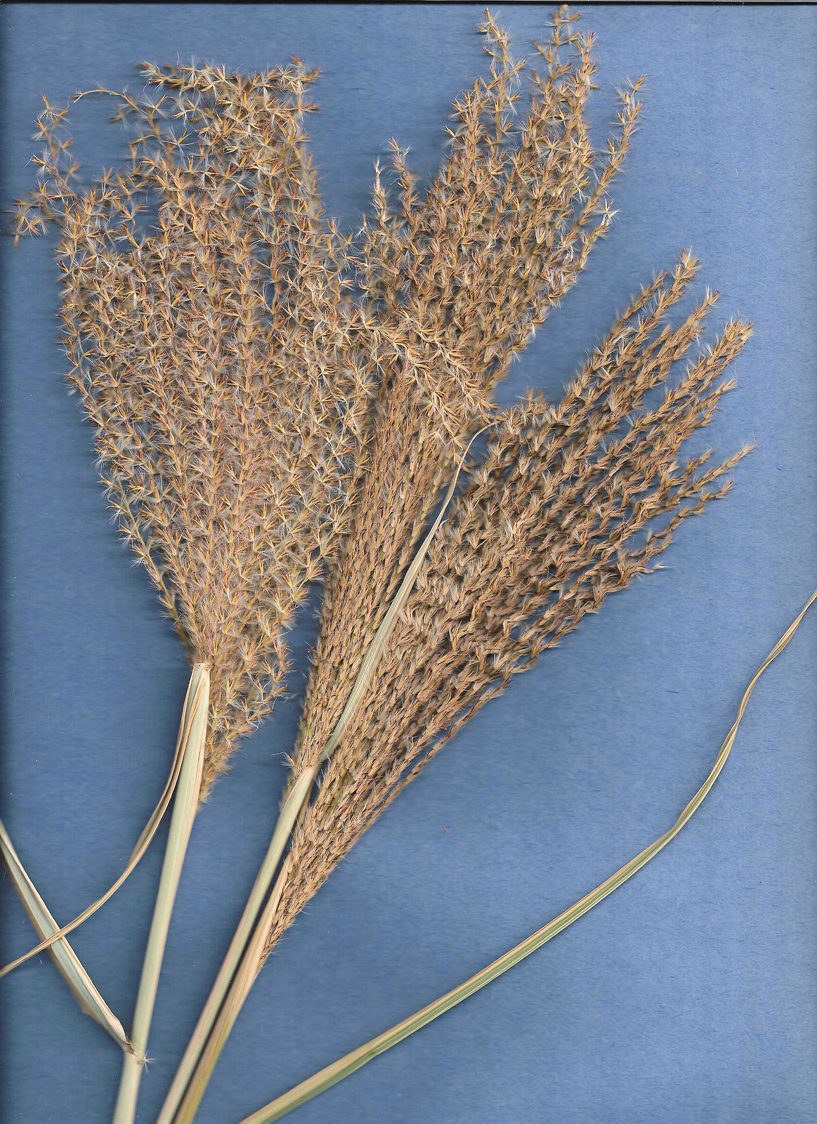 Ed Fisher's Short Shrift: Winter grass