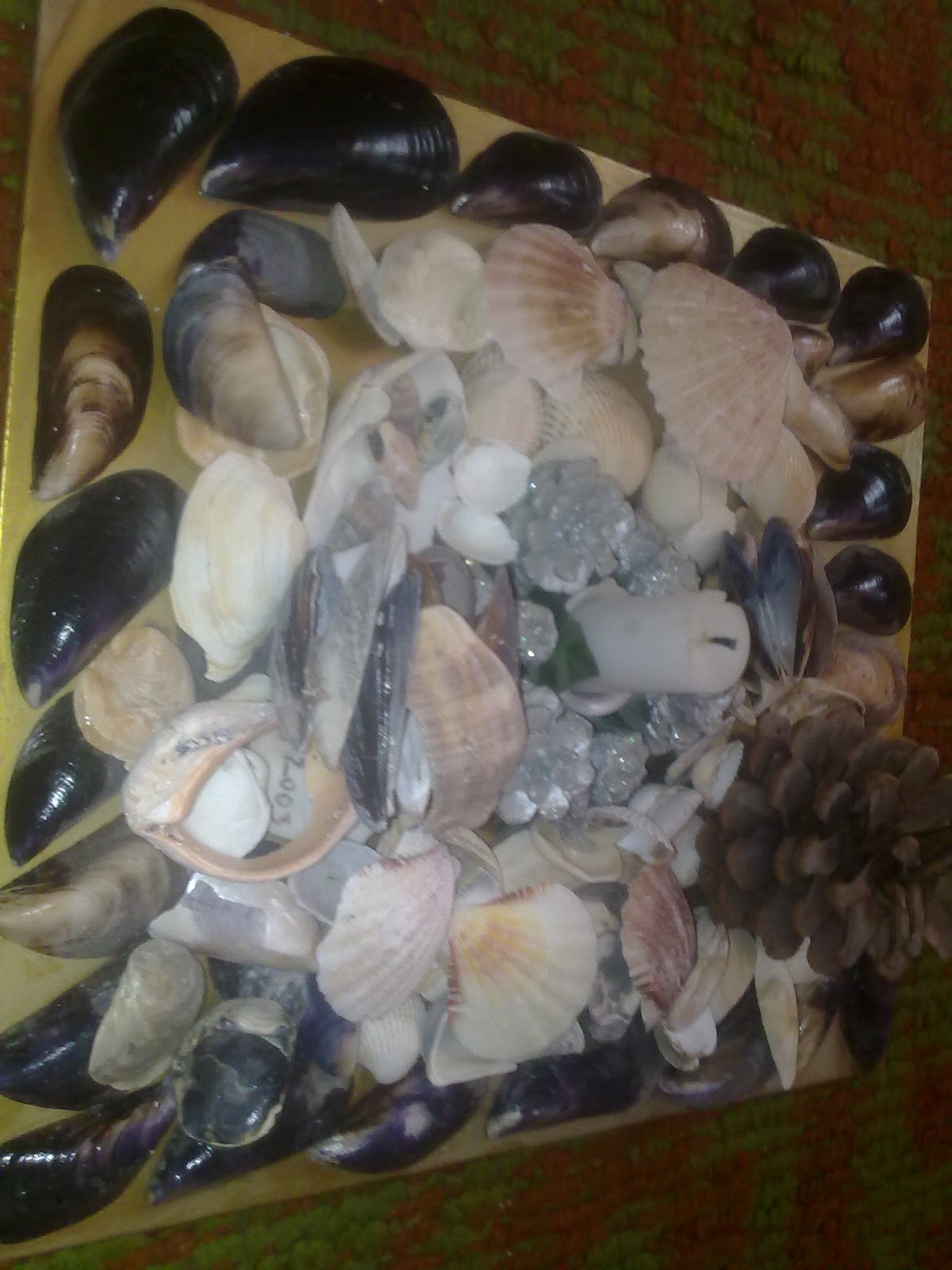 amator de mineralogie: scoici,melci,stele de mare