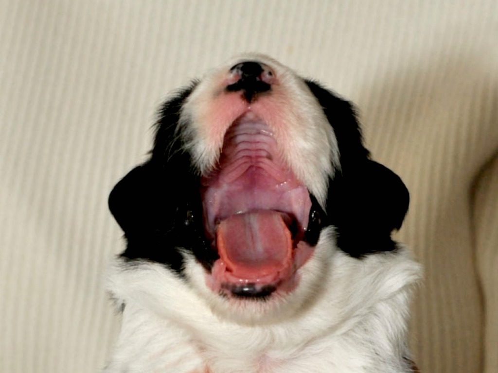 Puppy Teething Resources