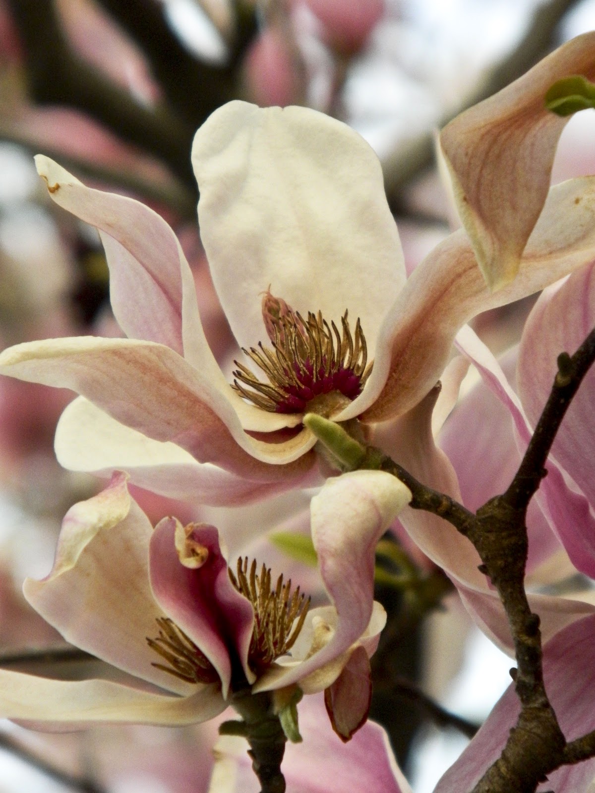Thirsty World: Magnolias at the Mills