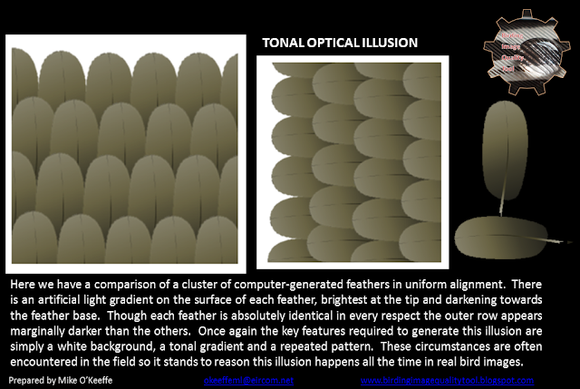 Birding Image Quality Tool: Human Bias - Tonal Gradient Illusions