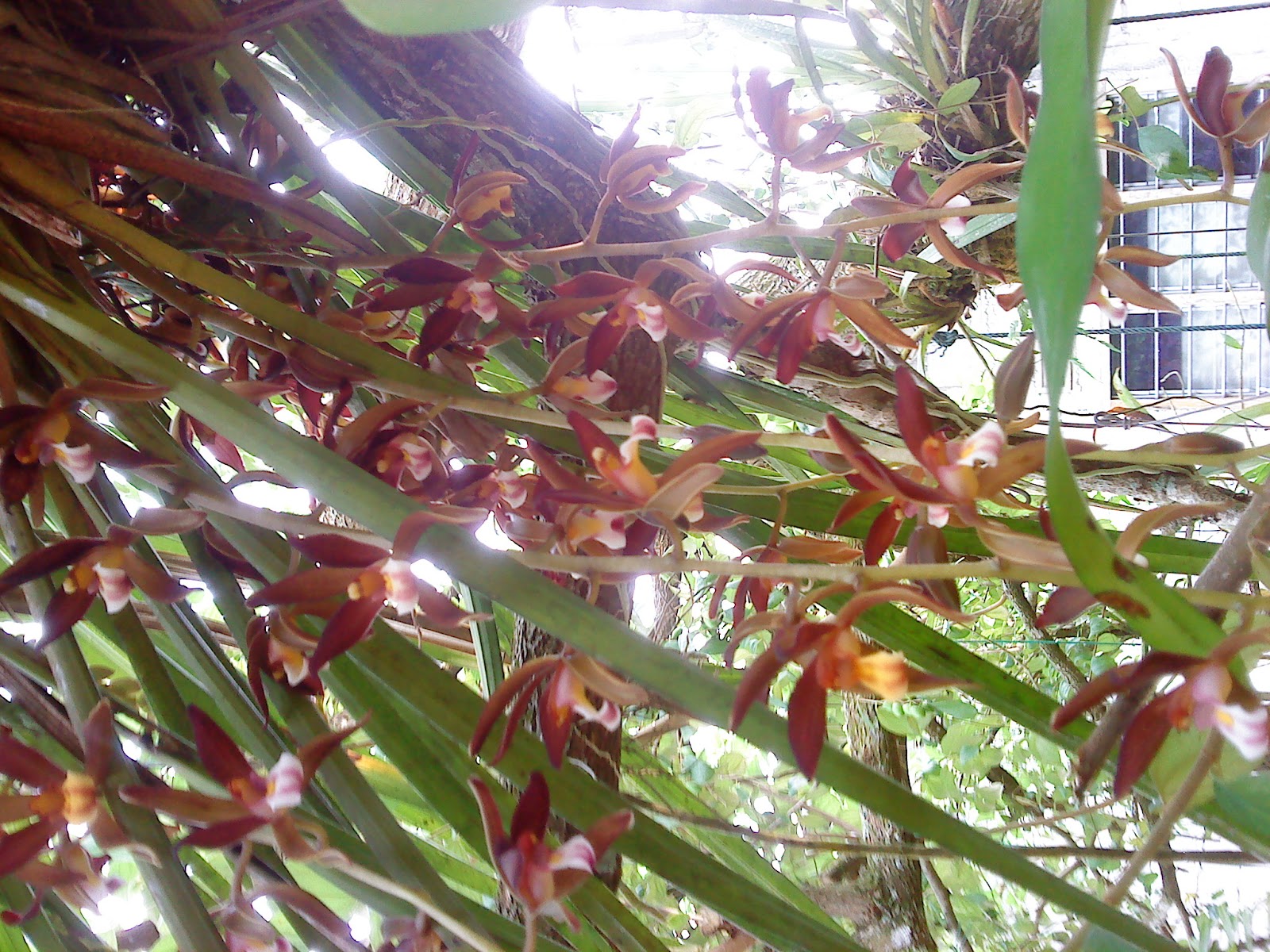 peminat orkid liar: cymbidium atropurpureum