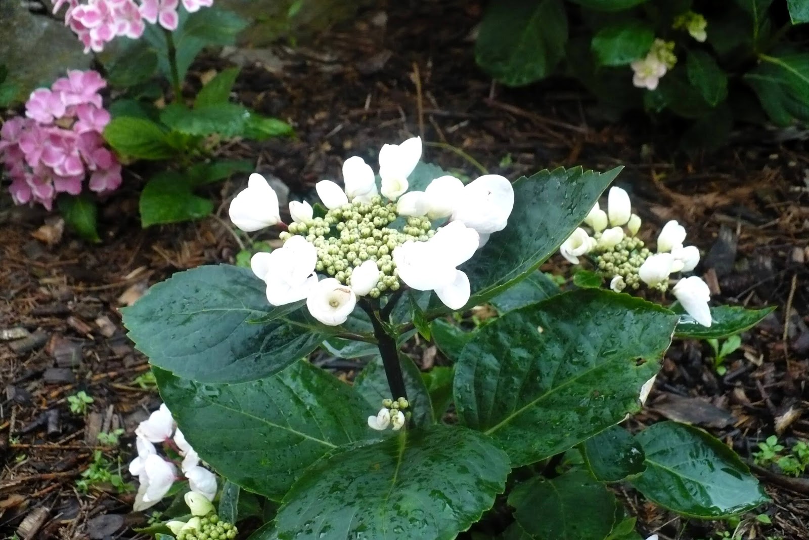 Hydrangea, Hortensja: Hydrangea macrophylla (Hortensja ogrodowa) Choco Chic